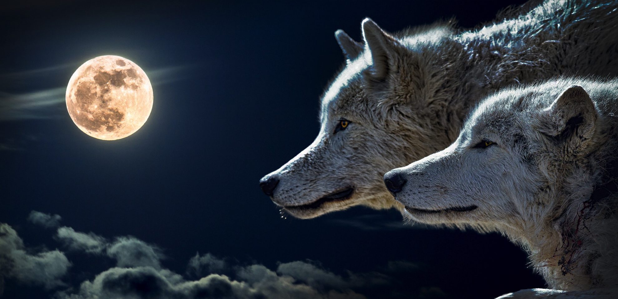 cropped-animal-animal-photography-canidae-452421-1.jpg – HOMECOMING